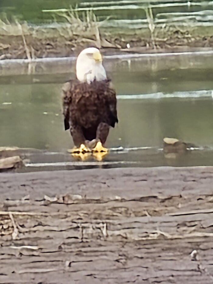 St. Croix River History & Wildlife